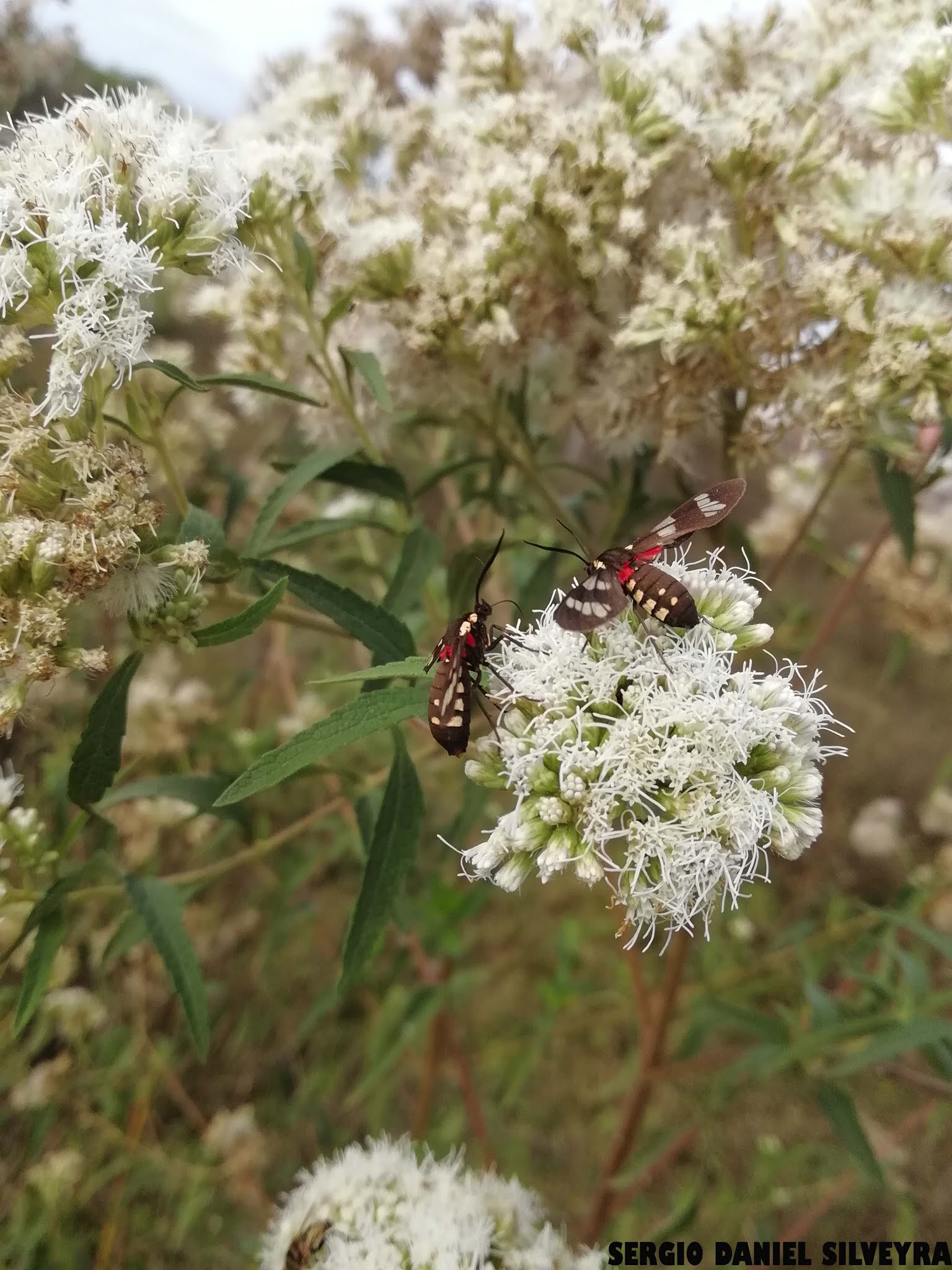 Flora Nativa de Entre Rios