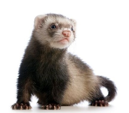 How To Tame A Wild Forest Ferrets - Frice Today