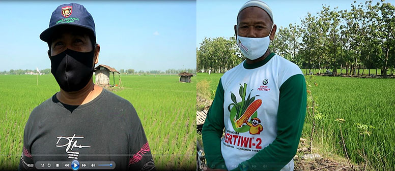 Penilaian Petani Padi Menggunakan POC Hens Untuk Meningkatkan Produksi ...