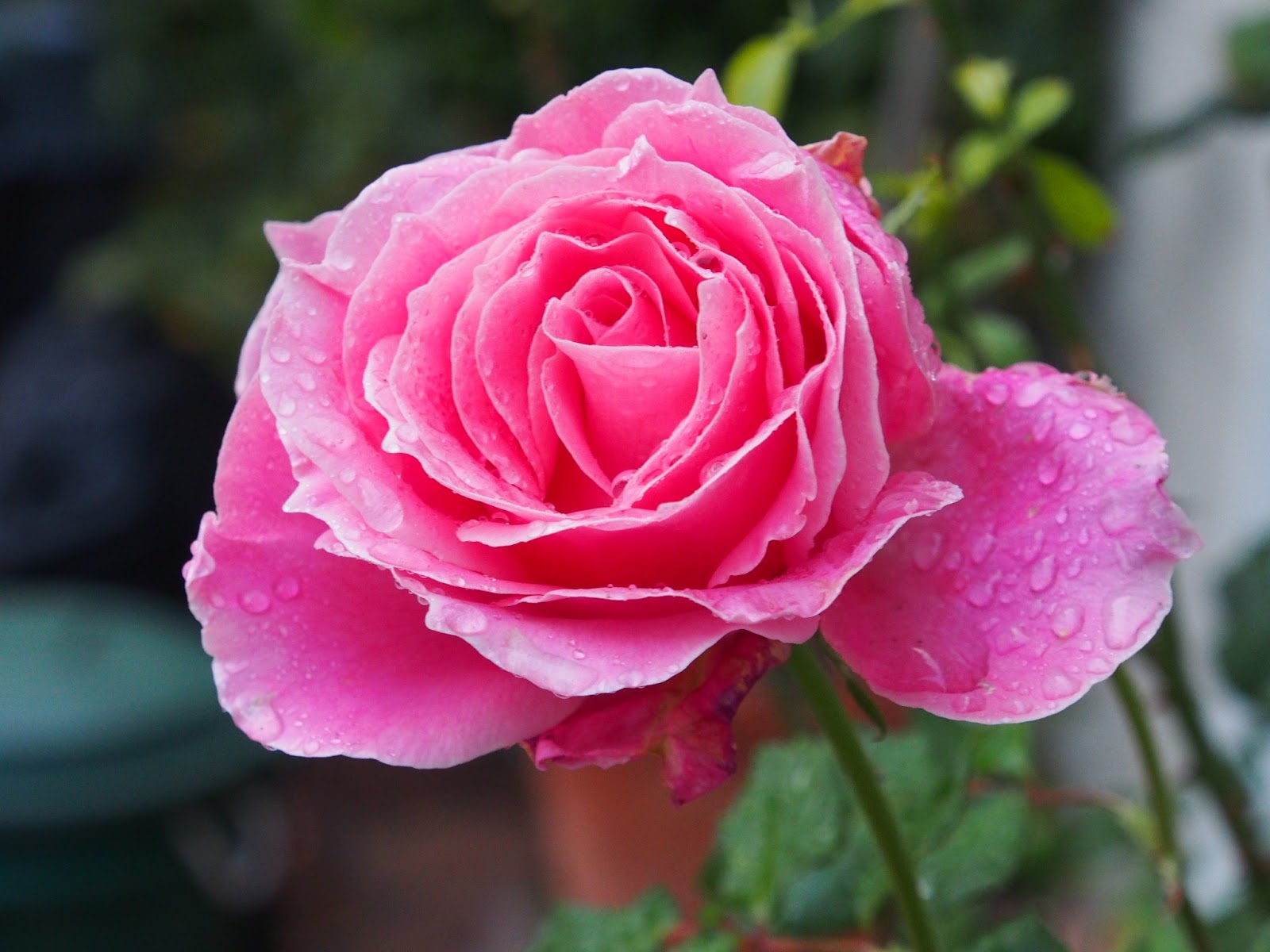 ROSES- MY BEWITCHED ROSE IN BLOOM | Crafts on the Run