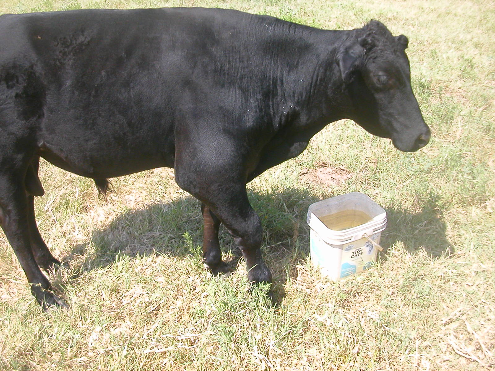 Bull Calf with possible Snake Bite?