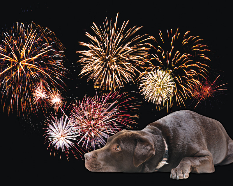 AnimalBeat II: We may like fireworks, but animals don't!
