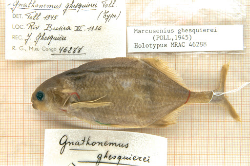 Artes de Pesca: ACTINOPTERYGII