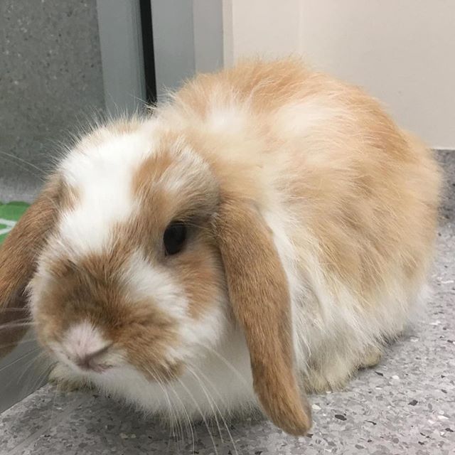 Rabbit Rescue Sanctuary: 2018