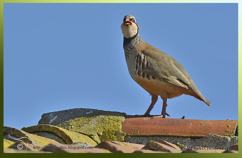 WILDLIFE GATEWAY: La Perdrix rouge