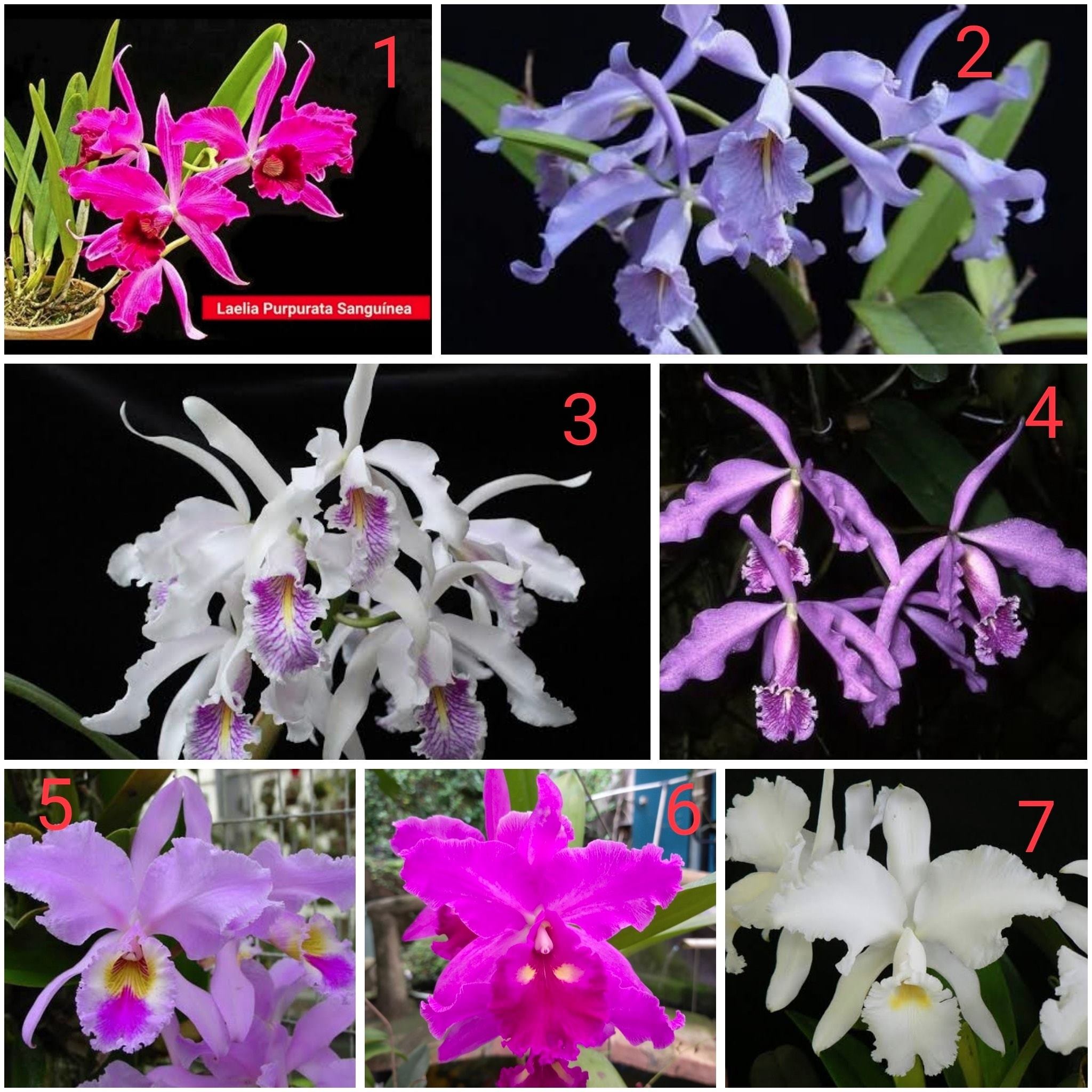Ade's Orchid: For sale Cattleya species series