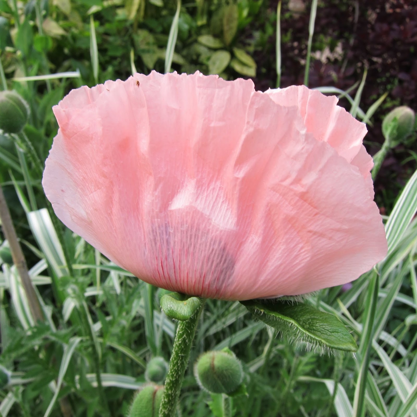 New shoots - biopic of a rebellious English garden...: Pretty in pink ...