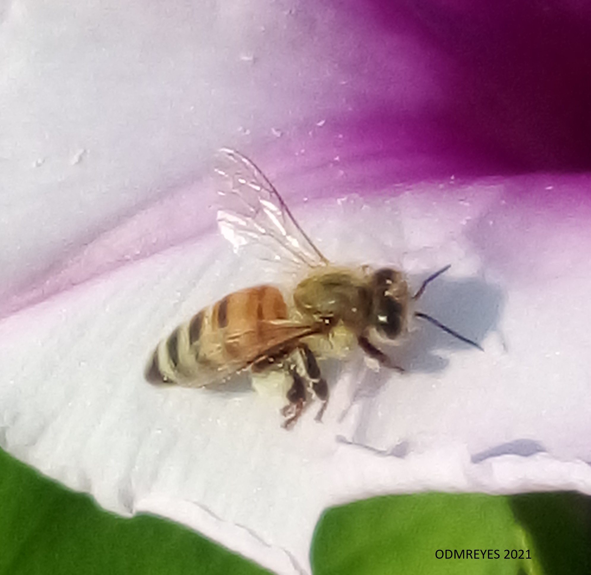 Samurai Bug Chronicles: Let's All Be Bee Friendly! My Arabian Dwarf ...