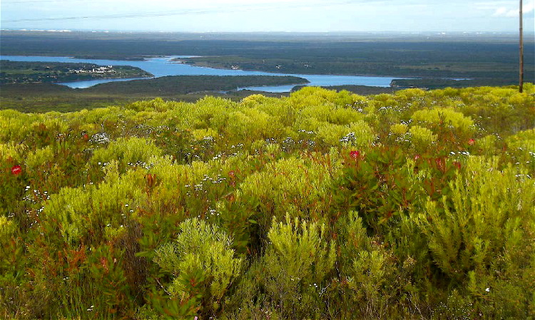 Urban Landscape, Native Landscape: De Hoop Nature Reserve