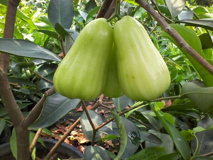 10 Jenis Jambu Air Terpopuler Di Indonesia | Petani Indonesia
