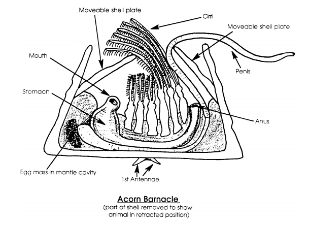 Wanderin' Weeta (With Waterfowl and Weeds): Leftover legs