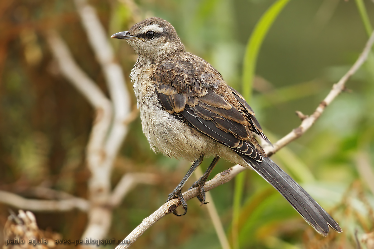 mis fotos de aves: Mimus saturninus Calandria Grande Chalk-browed ...