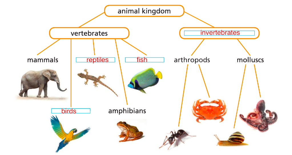 Allue Segundo de Primaria: El reino animal