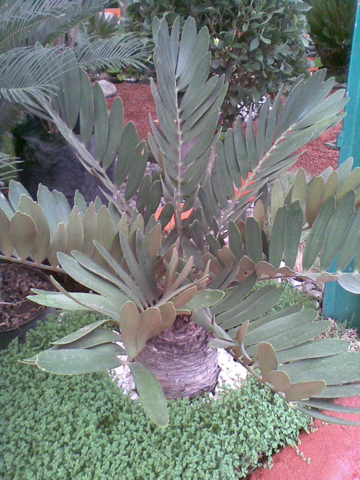 Las cicadaceas en mexico: Conozcamos un poco de cicadas y su cultivo.