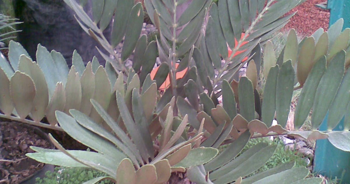 Las cicadaceas en mexico: Conozcamos un poco de cicadas y su cultivo.