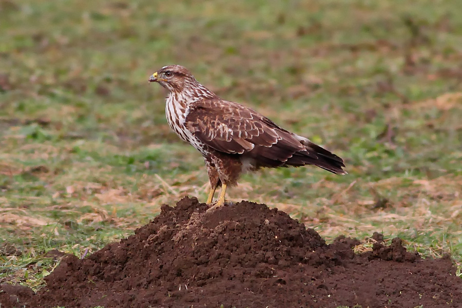 FREE BIRDS/ svobodne ptice: KANJA Bute buteo