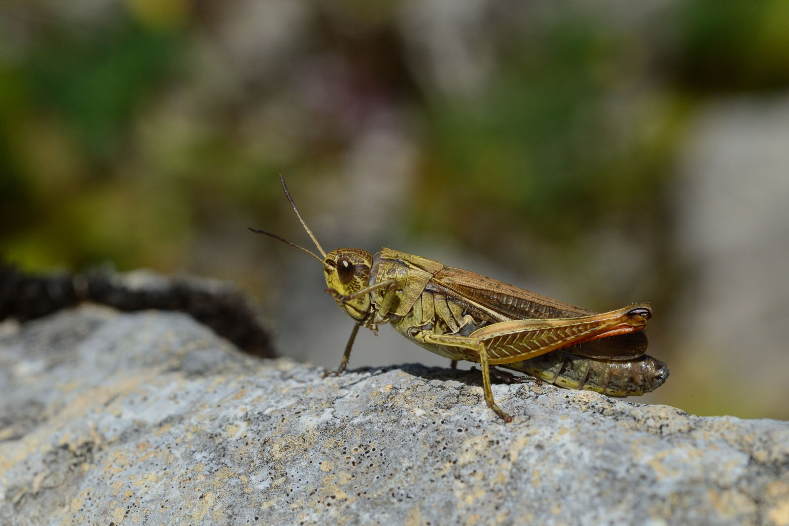 jardin de la sauvagine 2: Criquets à échelle, criquets des genévriers