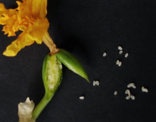 Fifth Class Blog: Examining Daffodils