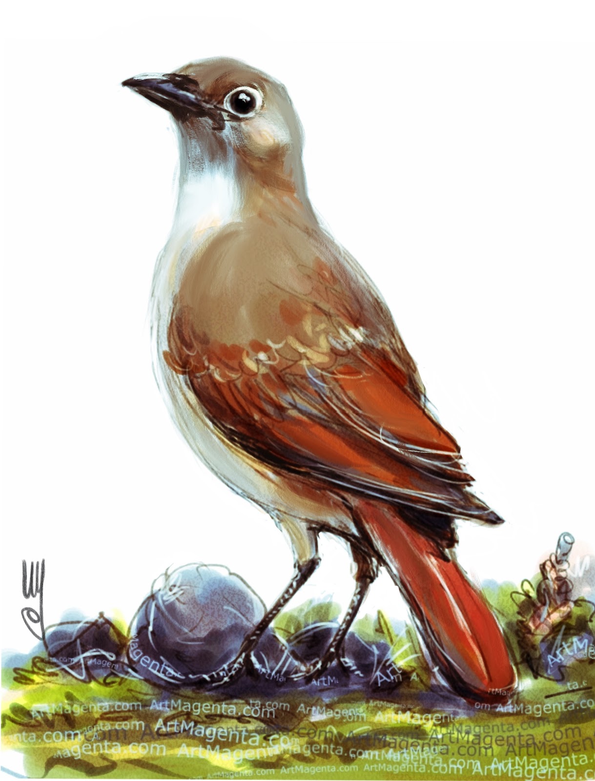 Birds: Rufous Hornero