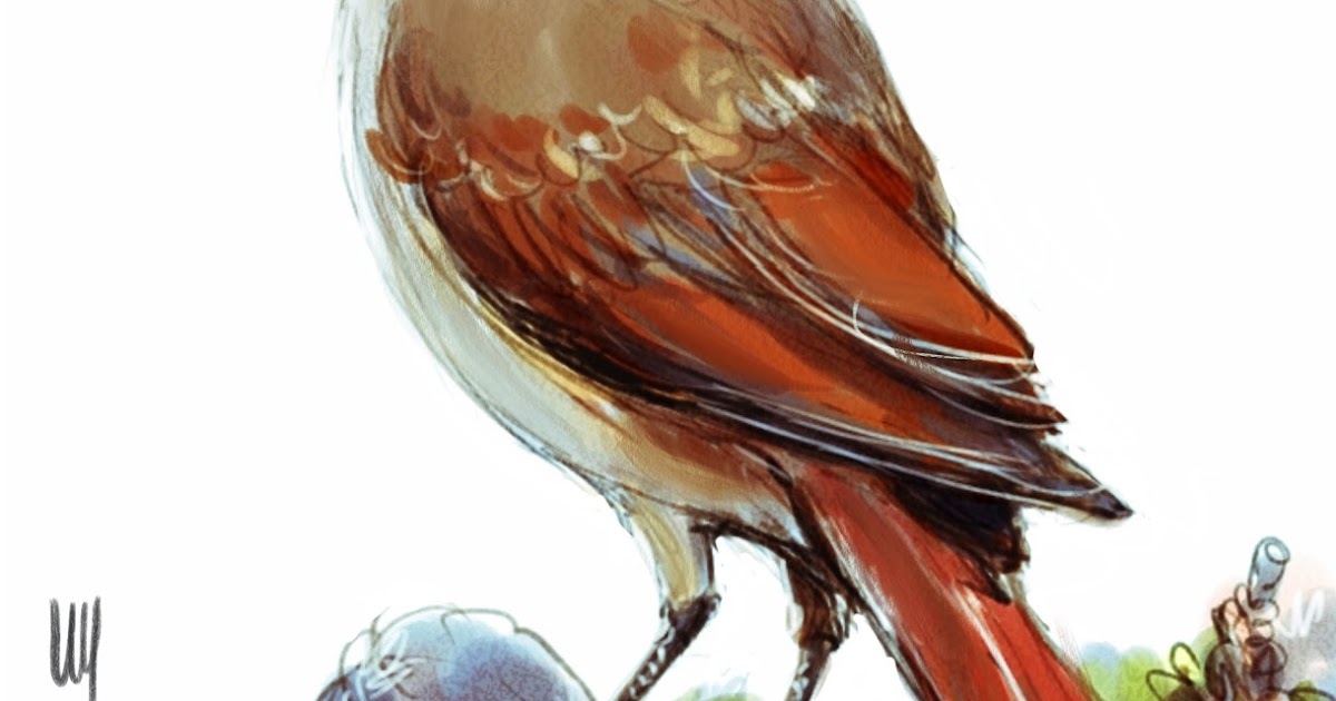 Birds: Rufous Hornero