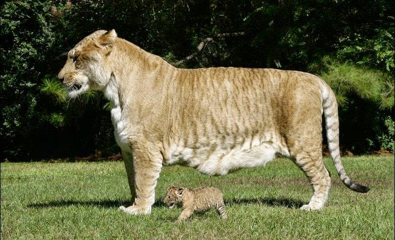 Fieggentrio: De grootste kat is half tijger en half leeuw.