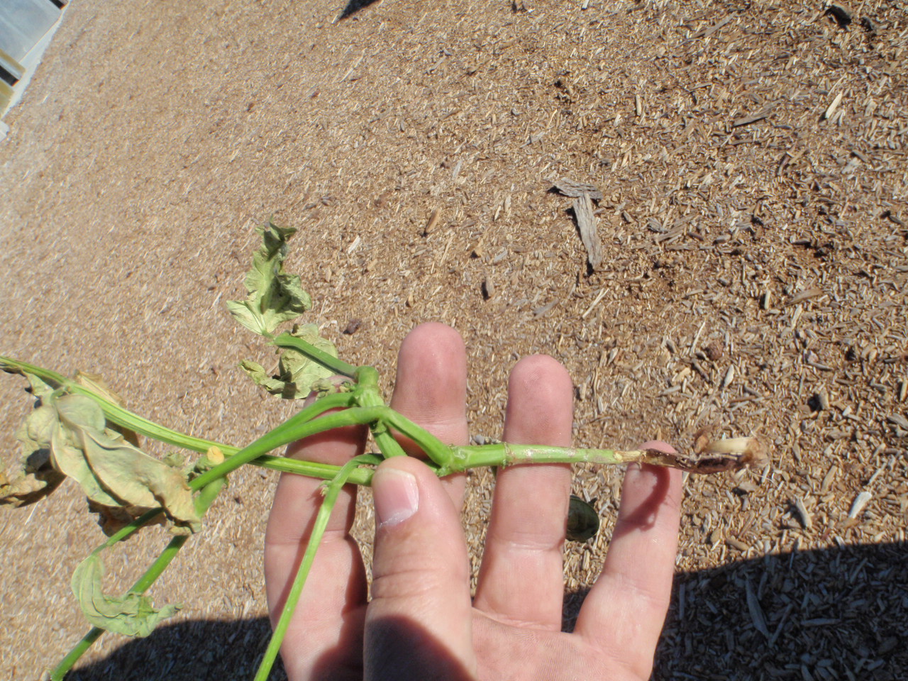 Xtremehorticulture of the Desert: Apple -- Crown and Collar Rot