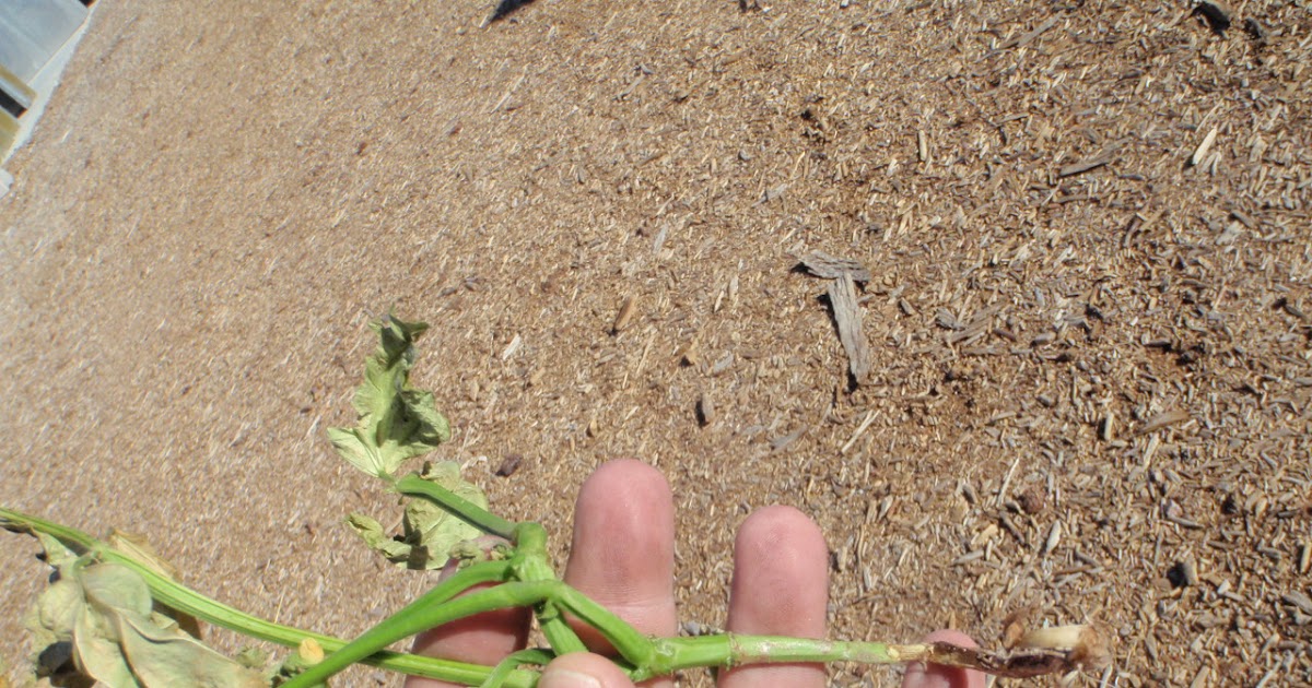 Xtremehorticulture of the Desert: Apple -- Crown and Collar Rot