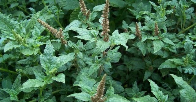 HORTA E FLORES: PANCS: Caruru (Amaranthus spp.)