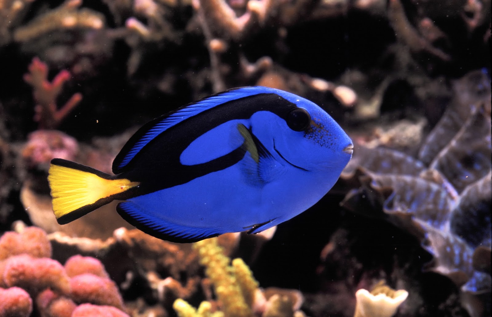Peces y plantas ornamentales: Paracanthurus Hepatus - Dory