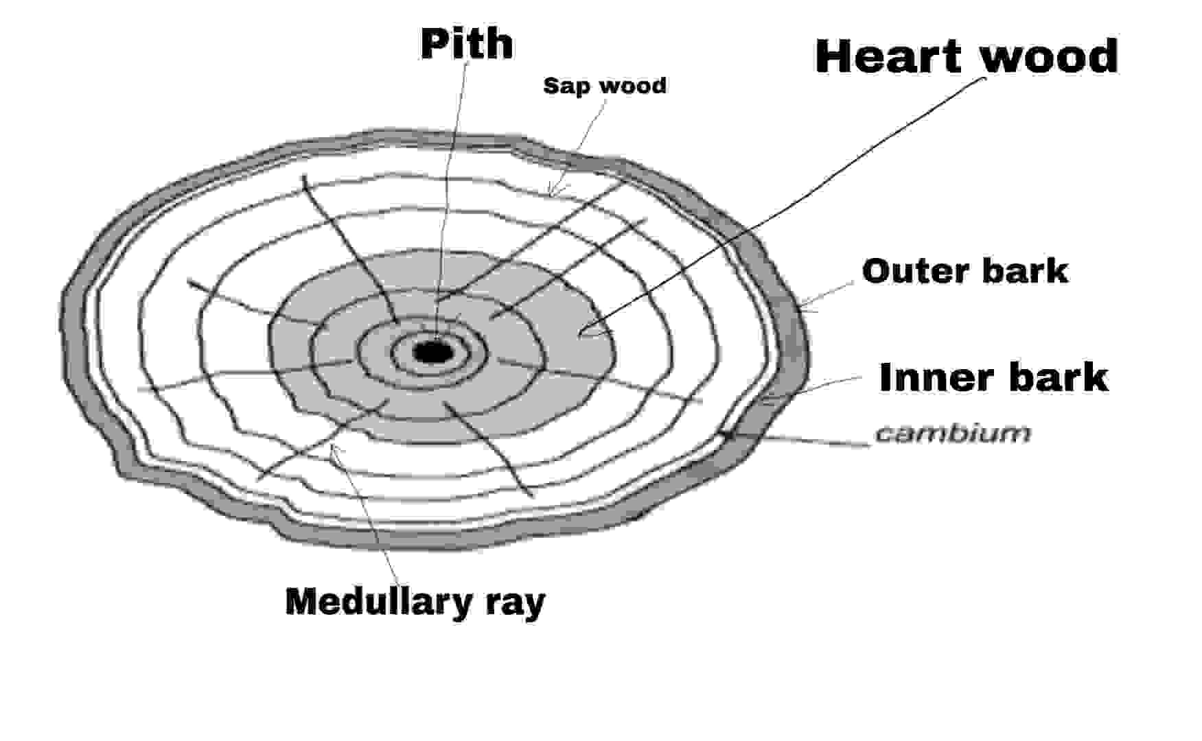 CivilEngZone : Think big,We do.: Timber-structure,seasoning,types of ...
