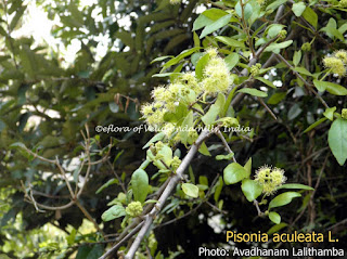 Medicinal Plants: Pisonia aculeata, Baghachuur, konki poda, Prickly ...