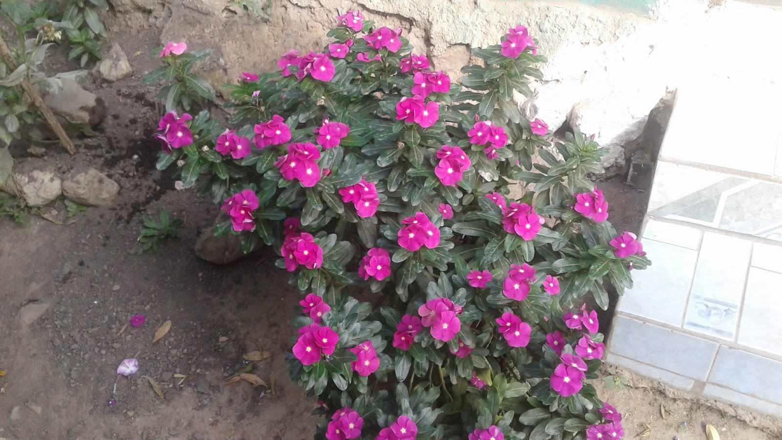 Guajaca morada flores hermosas de honduras - honduras vip