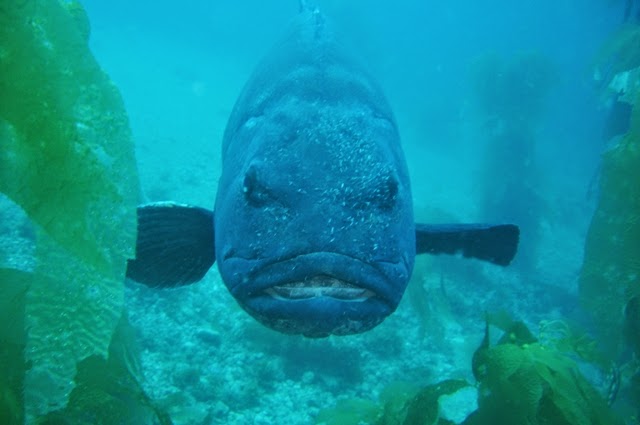 Hunting and Fishing: Impressive incredible fish fishing giant Goliath ...