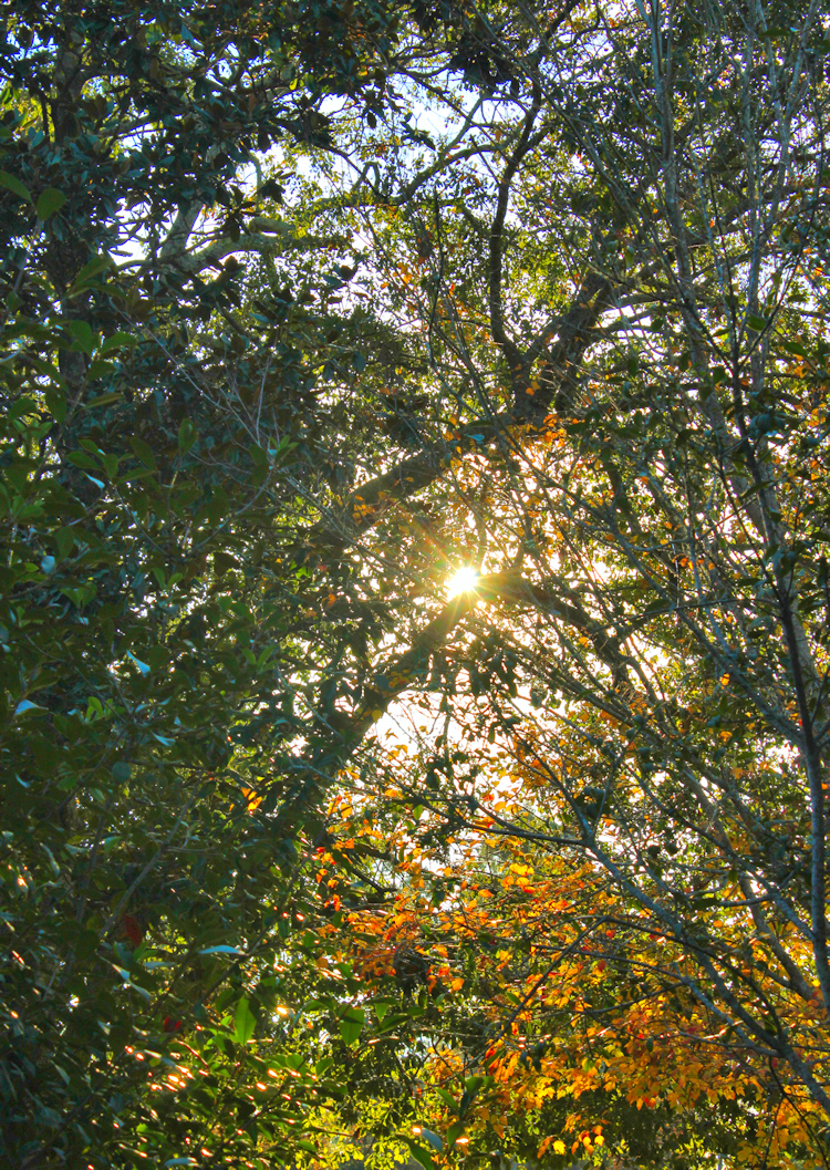 The Barthet Gallery: 2019