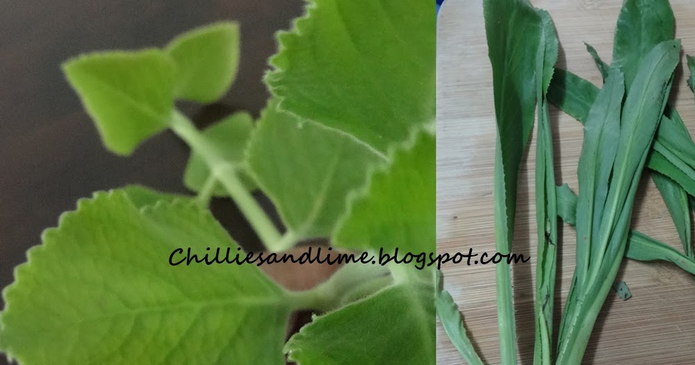 Chillies and Lime: Culantro and Cuban Oregano/ Broadleaf Thyme