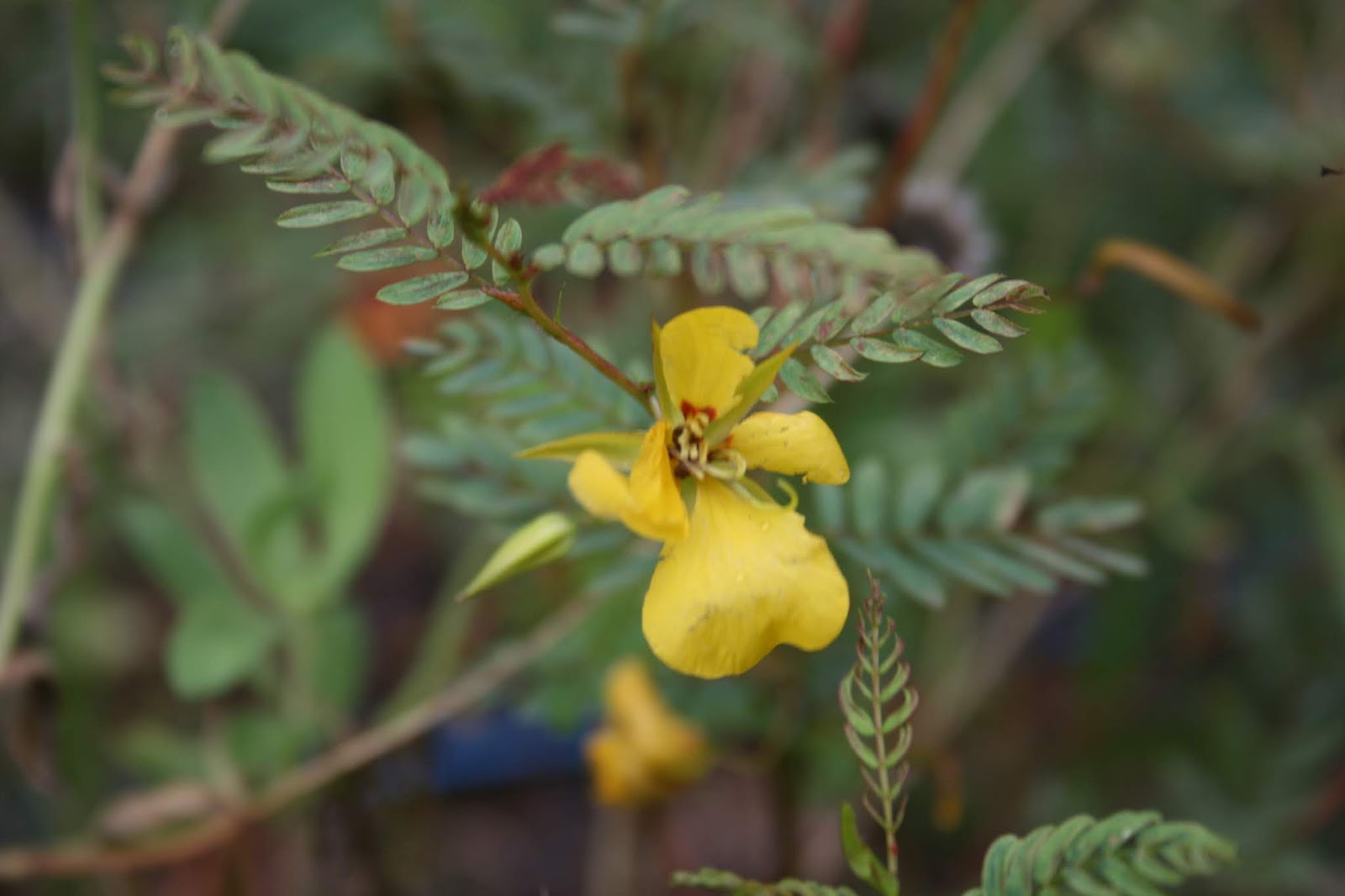 Native Florida Wildflowers: Partridge Pea - Chamaecrista fasciculata