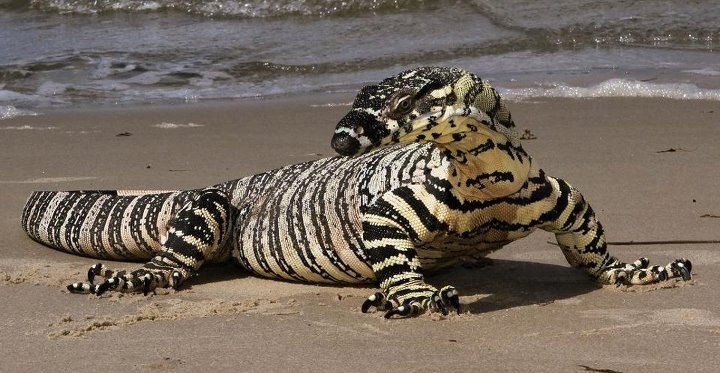 Jenis - jenis atau Macam - macam Varanidae / Varanus / Varanatic ...