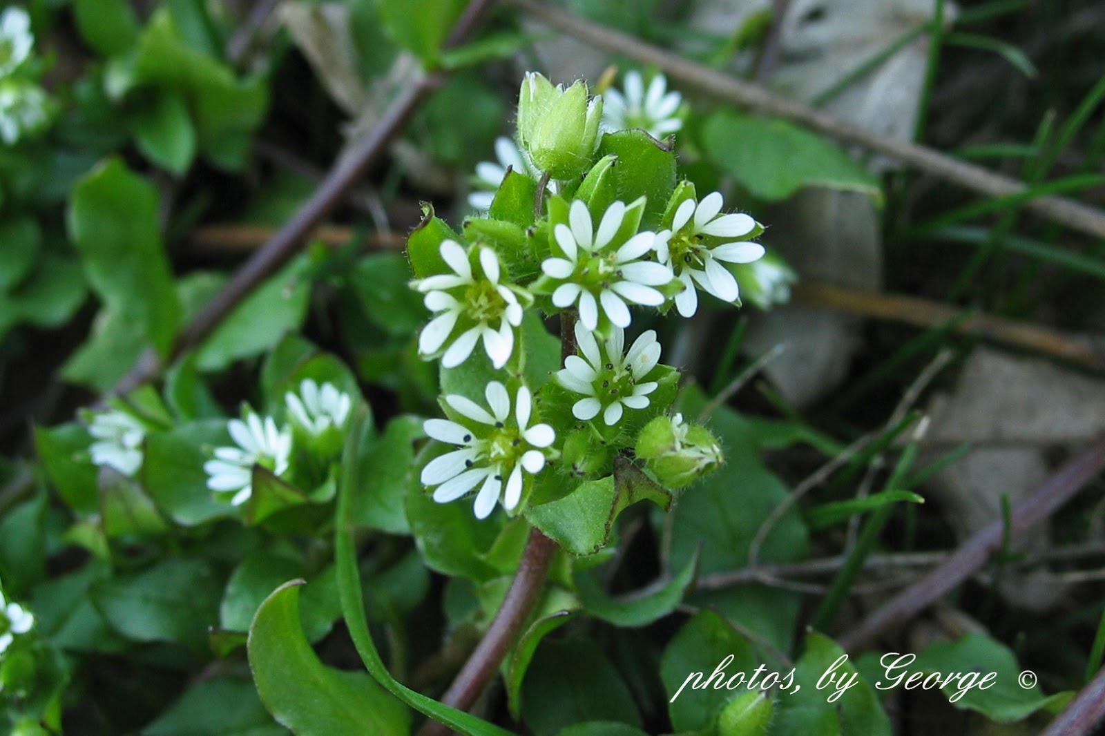 "What's Blooming Now" : Common Chickweed (Stellaria media)