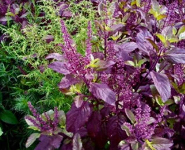 Queen of herbs(Tulsi) - Health benefits, application, chemical ...