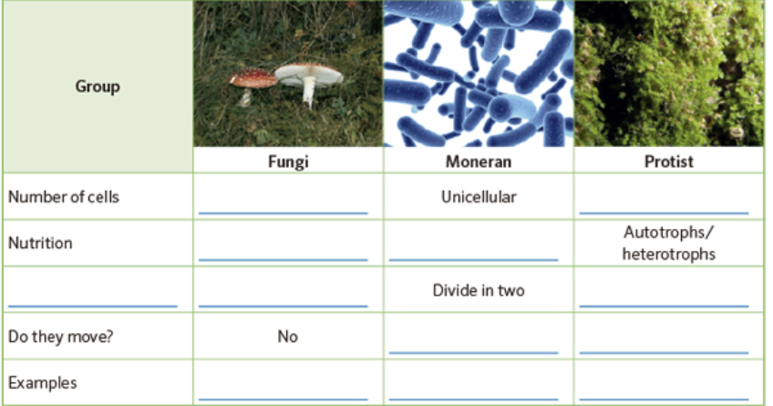Nuestras clases: SCIENCE. Fungi, Monera and Protista kingdom.