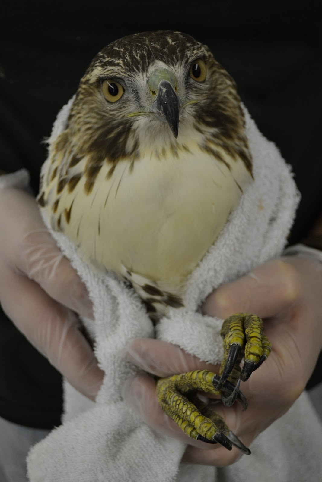 Taking Flight: Goshawk, Barred Owl, Red-tails, Broadwing, Nighthawk ...