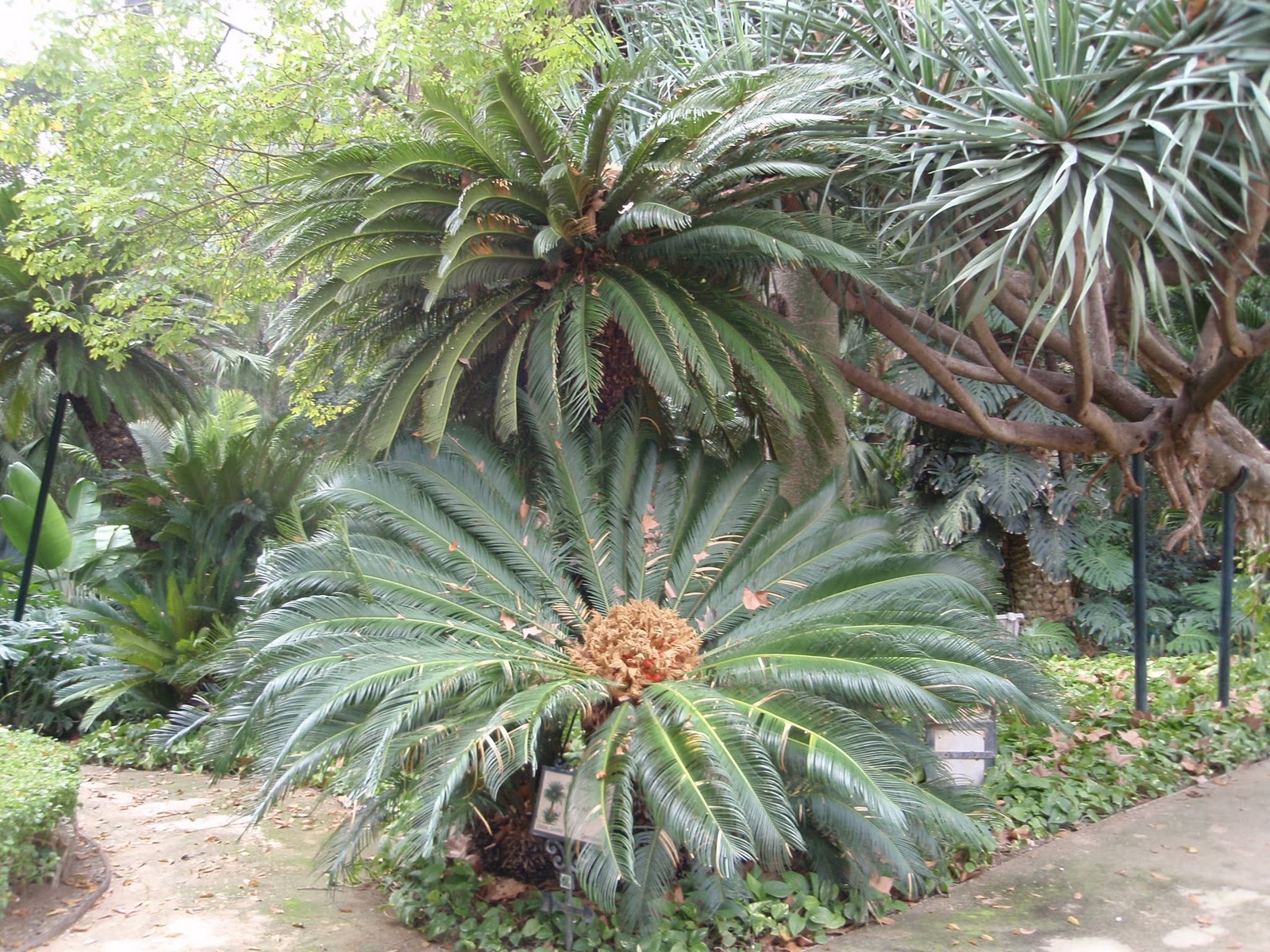 CICA: Cycas revoluta | Plantas rioMoros