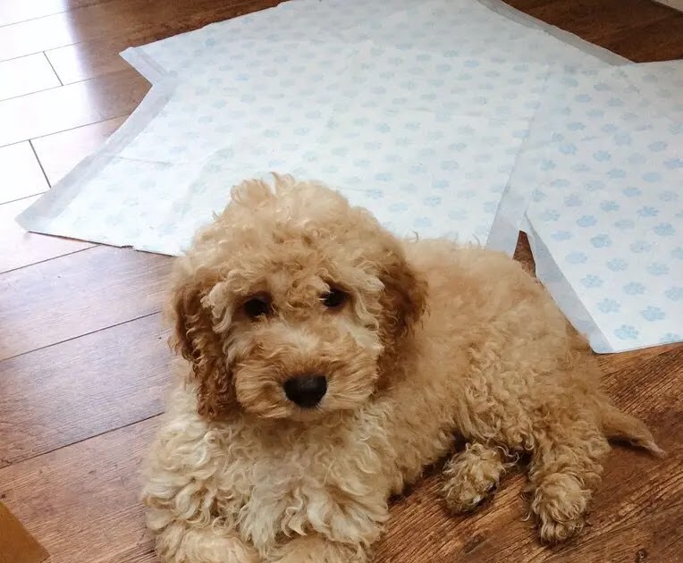 7 Best Cockapoo Breeder California