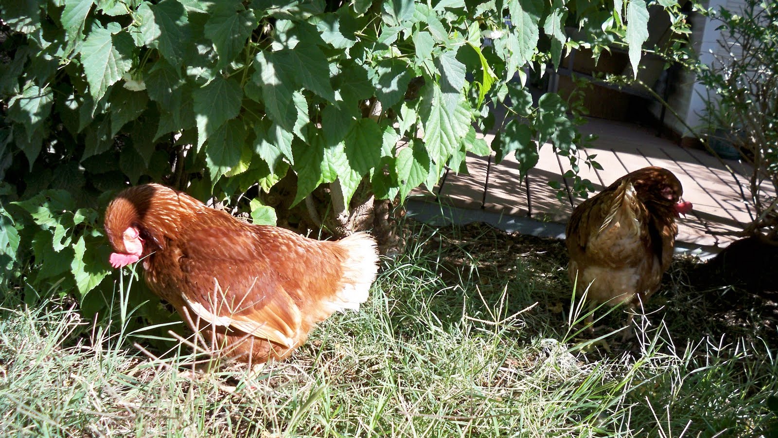 2 Happy Hens: Preening Time