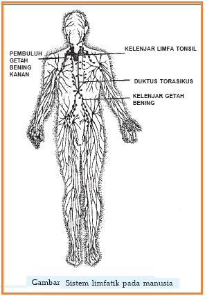 Muhammad Vioza Firdaus Akbar: Peredaran Limfa