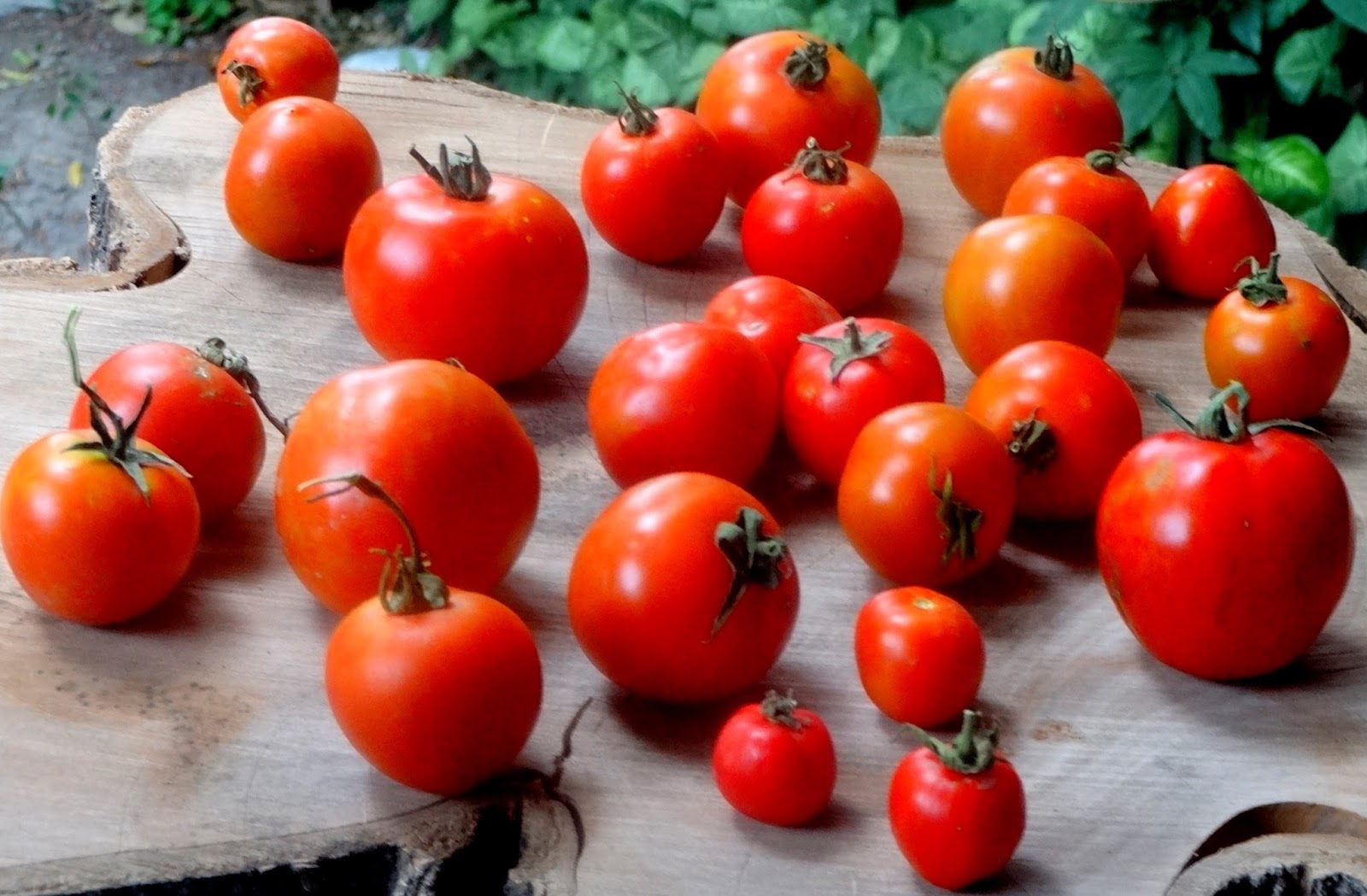 Tomato Herb Focaccia | Ambrosia