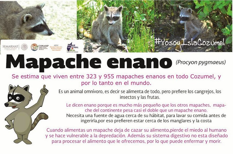 EL MALECON COZUMEL: PIDEN CUIDAR AL MAPACHE ENANO