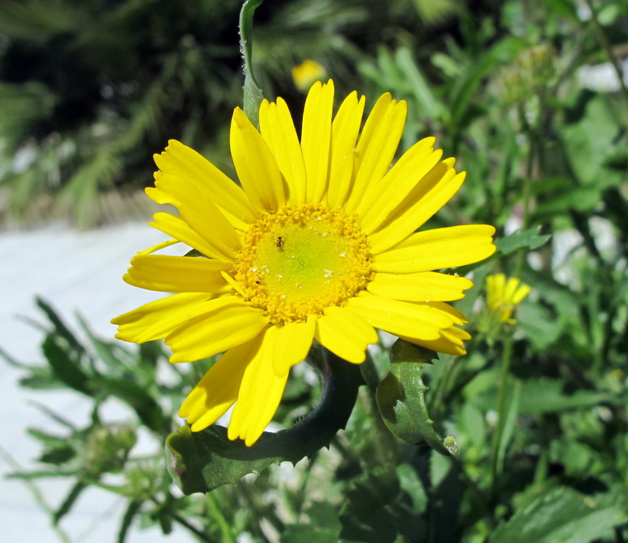 FLORA NEL SALENTO e.. anche altrove: Coleostephus myconis (L.) Cass ...