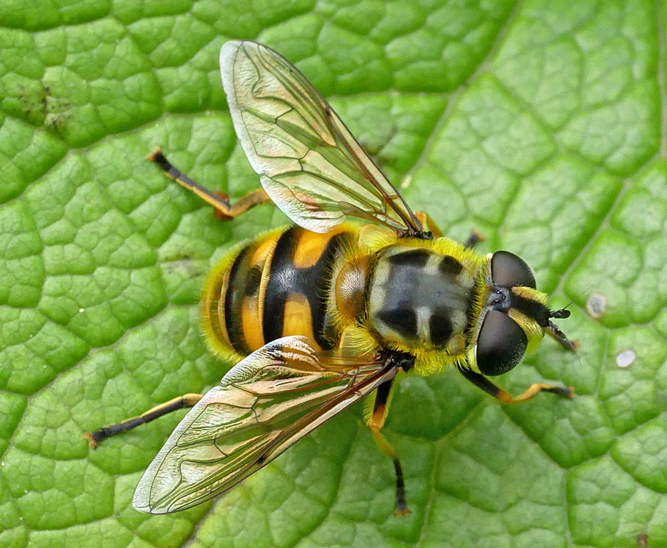 CABINET OF CURIOSITIES: Batman Hoverfly