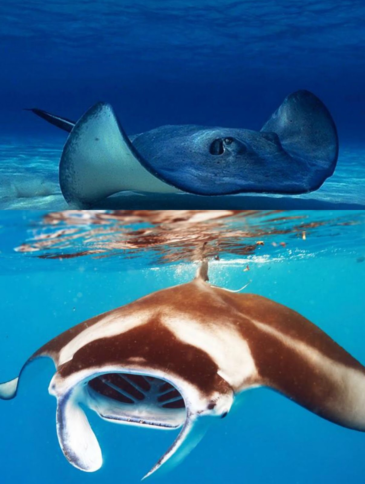 Pruebas zoo: Diferencia entre manta y raya